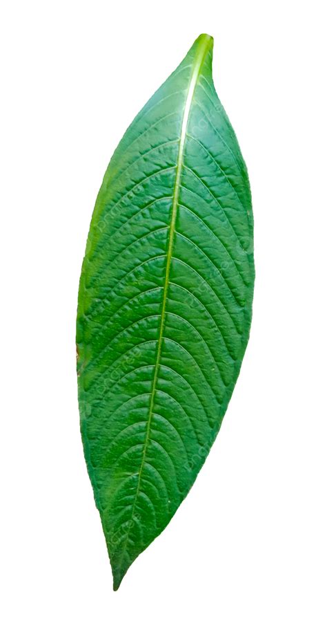Folha Verde Fundo Transparente PNG Folha Folhas Folhas Verdes Imagem PNG E PSD Para