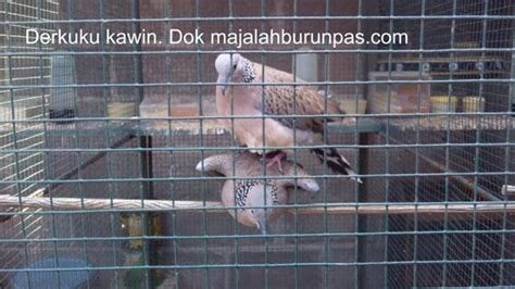 Perbedaan Puter Jantan Dan Betina Cara Membedakan Perkutut Jantan Dan