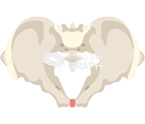 Free Pelvic Skeleton Transverse Plane Bone Full Icons Symbols