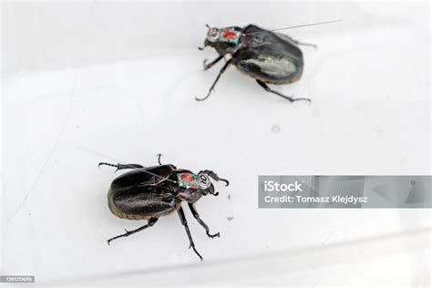추적 라디오 송신기가있는 은미 딱정벌레 또는 러시아 가죽 딱정벌레 가죽에 대한 스톡 사진 및 기타 이미지 Istock