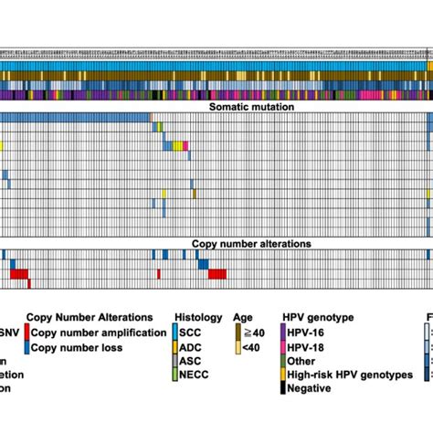 Somatic Alterations In Cervical Cancer And Associated Download Scientific Diagram