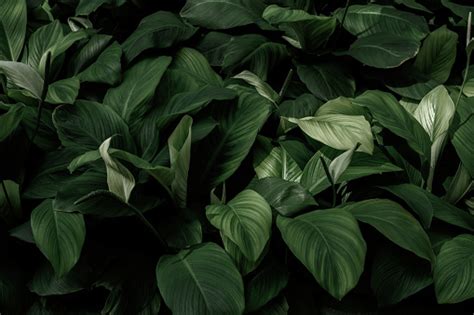 熱帯の葉庭の抽象的な緑の葉の質感自然の背景 まぶしいのストックフォトや画像を多数ご用意 まぶしい オーガニック カラー画像