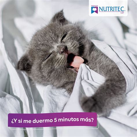 7 Alimentos Que Son Tóxicos Para Tu Gato Nutritec Cat