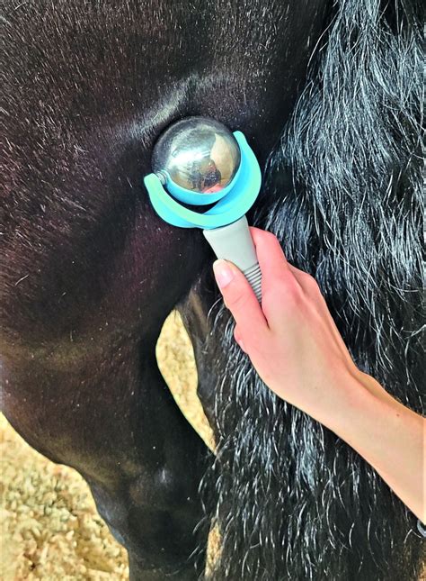 How massage can improve your horse's physical and mental wellbeing ...