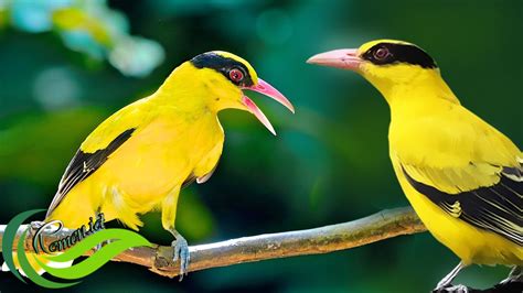 Mengenal Burung Kepodang Si Pesolek Yang Bersuara Merdu Media Hobi