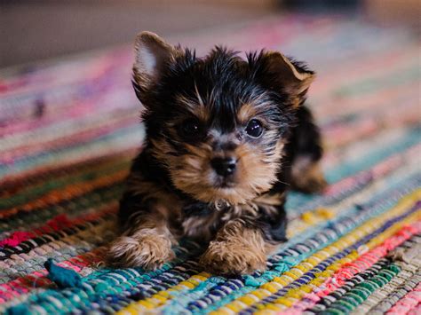 Perro Bebe Tierno