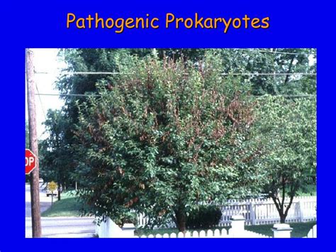 Ppt Pathogenic Prokaryotes Powerpoint Presentation Free Download