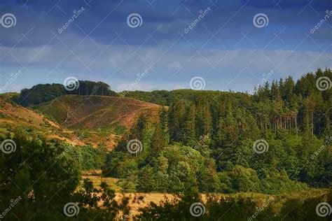The Tree Token Of A Type Tree Universal Plant In All Types And
