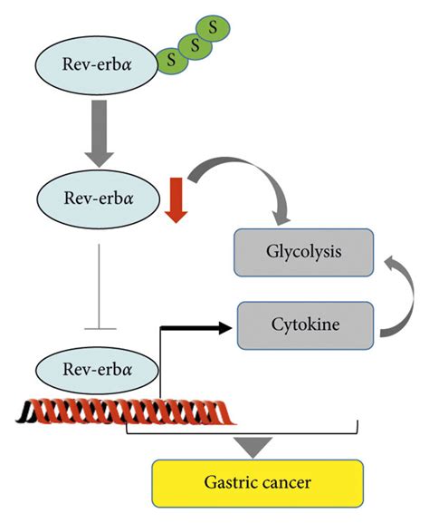 rev erbα is recruited on the promoters of cytokines and nr1d1 gene download scientific diagram