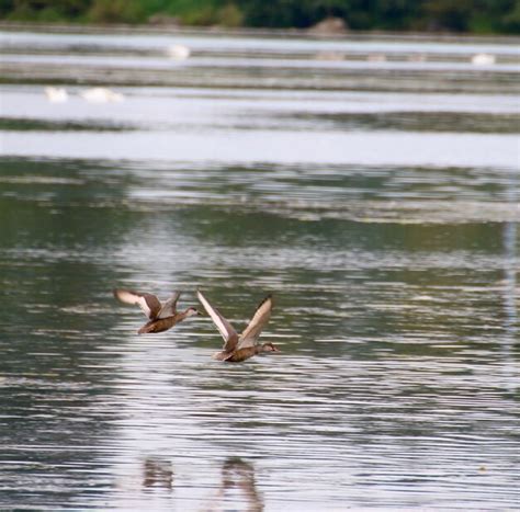 Natacao Passaros Imagens Download Grátis No Freepik