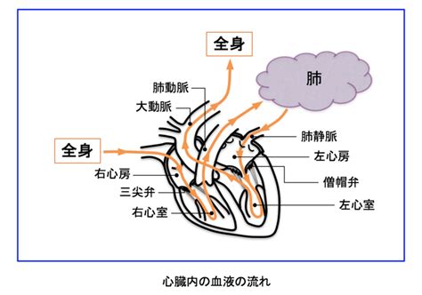 猫に多い「心筋症」の原因や症状、治療法や予後【循環器認定医が解説】 ペトコト（petokoto）