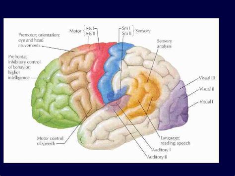INTEGRATIVE ROLE OF THE BRAIN CORTEX LECTURE