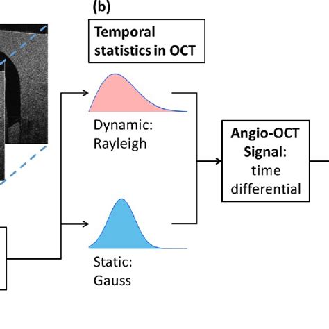 Flow Chart Of The Statistical Analysis In Optical Coherence Tomography Download Scientific
