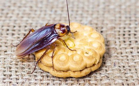 Cockroach Prevention Dangers Cockroaches Bring To South Carolina Homes