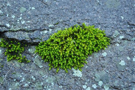 Moss On The Cat Rock How To Dry Basil Herbs Moss