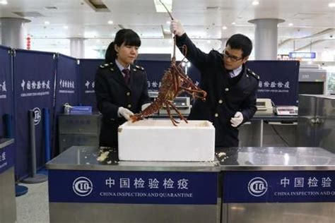 4000元的大龍蝦，過海關時被直接銷毀，男子心痛不已 每日頭條