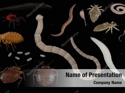 Human Realistic Render Parasites Powerpoint Template Human Realistic