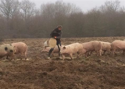 Elevage De Porcs Moulins Nevers Bourges Ferme Bio
