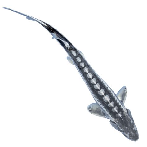 Waxdick Diamant 35 Bis 50cm Stör Braucht Eine Haltebewilligung Störe