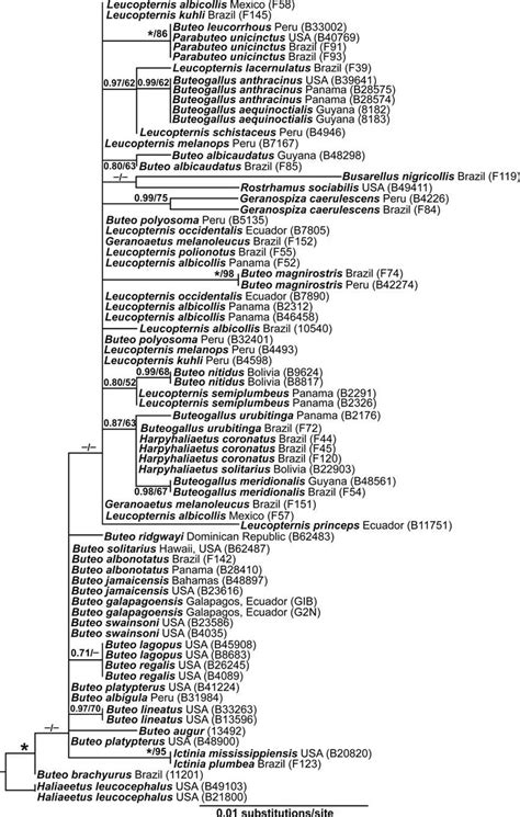 maximum likelihood tree inferred from fib5 sequences numbers near