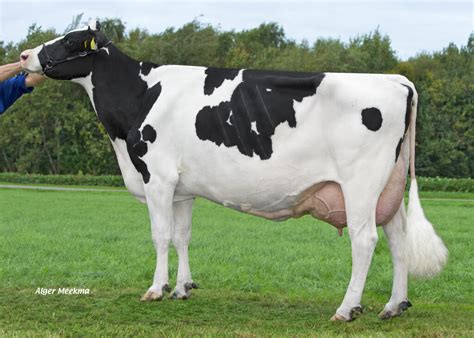 CONNAISSANCES DES VACHES ET COMMODITÉ