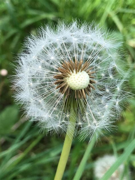 Flor Diente De León Naturaleza Foto Gratis En Pixabay Pixabay