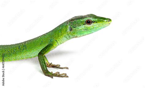 Side View Of A Sakishima Grass Lizard With Its Long Queue Takydromus