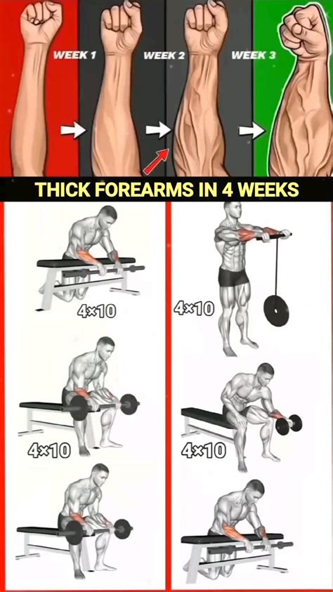 Need Bigger Forearms Forearm Workout Plan For Muscle Gain Save And Try These Forearm Exercises