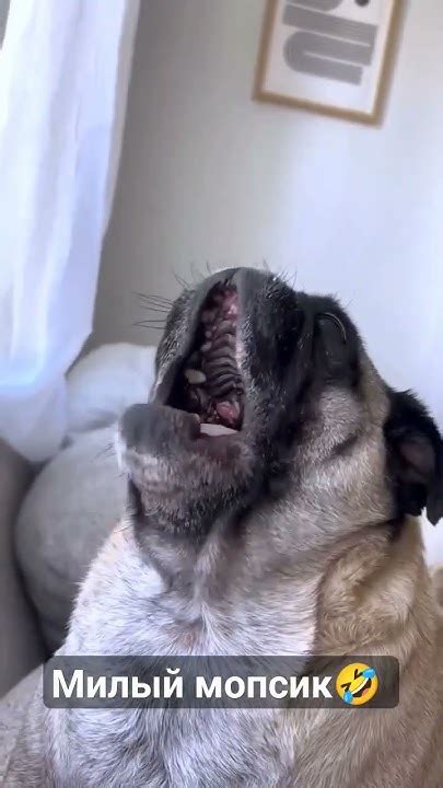 Очень милый мопсик 🤣 Youtube