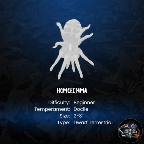 Homoeomma Chilense Ex Chilensiseuathlus Sp Red Chilean Dwarf Fla