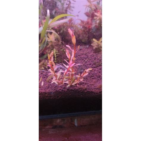 Rotalia Ramosior Florida Rotala Florida Aquatic Plants Emerge Form