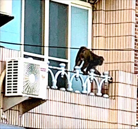 新港鬧區獼猴跳竄 誘捕半月無功 生活 自由時報電子報