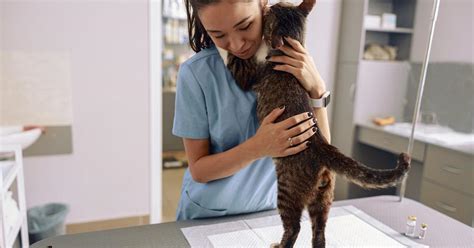 Why Do Cats Tails Fall Off This Rare Occurrence Explained
