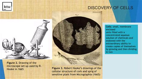 Ppt Presentation On Cell Types Structure And Functions PPT