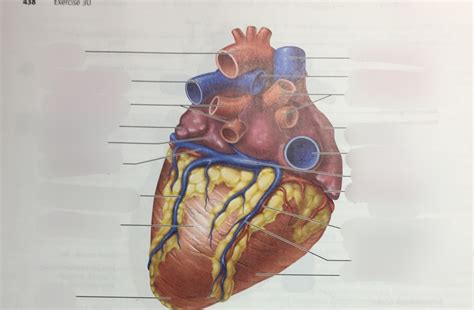 Heart Posterior View Diagram Quizlet