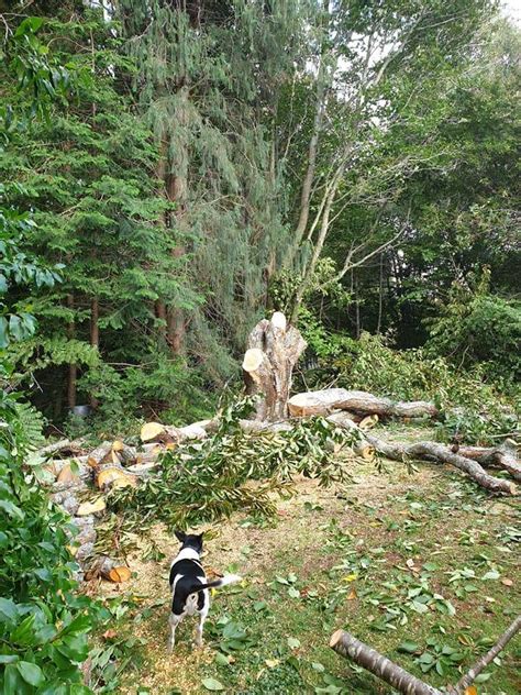 Tree Removal Coastal Tree Works