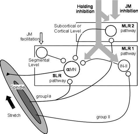 Draw A Monosynaptic Reflex Arc 1 Be Able To Draw And Describe A Monosynaptic Reflex A