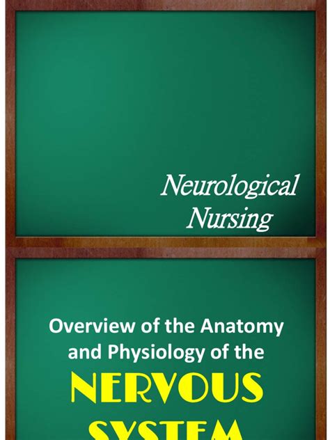 Neuro Anatomy Neuro Assessment Download Free Pdf Neuron Vertebral Column