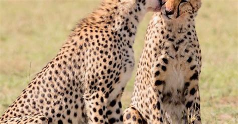 A Cheetah Love Story Album On Imgur