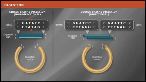 Fast Cloning Accelerate Your Cloning Workflows With Reagents From Neb Neb