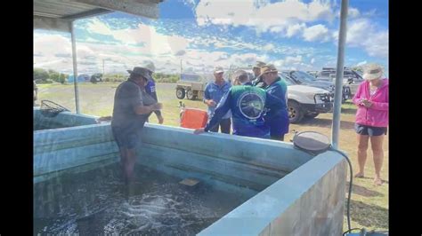 Identifying Sex Of Cod Youtube