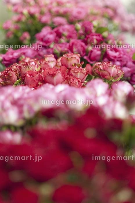 赤とピンクのバラの写真素材 24323591 イメージマート