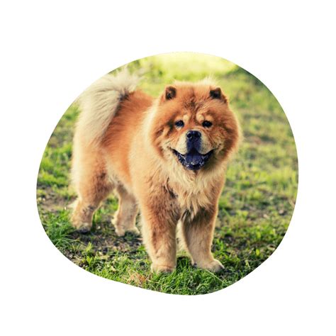 Chow Chow And Australian Shepherd Mix Aussiebase