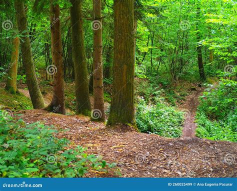 Walking In Nature On Forest Foothpath Outdoor Uk Series 1 Stock Image Image Of Nature Tree
