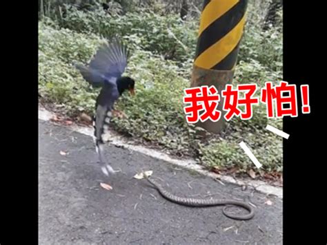 登山見「台灣藍鵲」對戰臭青母！42秒結果讓女崩潰尖叫 Ettoday寵物雲 Ettoday新聞雲
