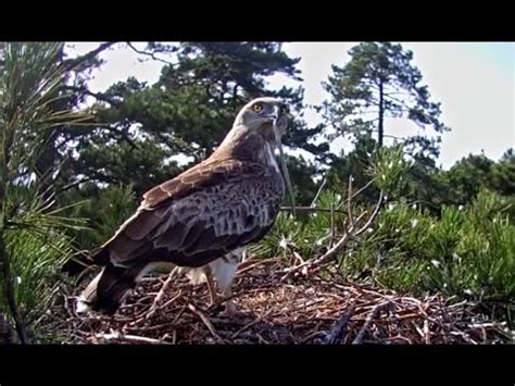 Es Fledged Reproducci En Directe Guila
