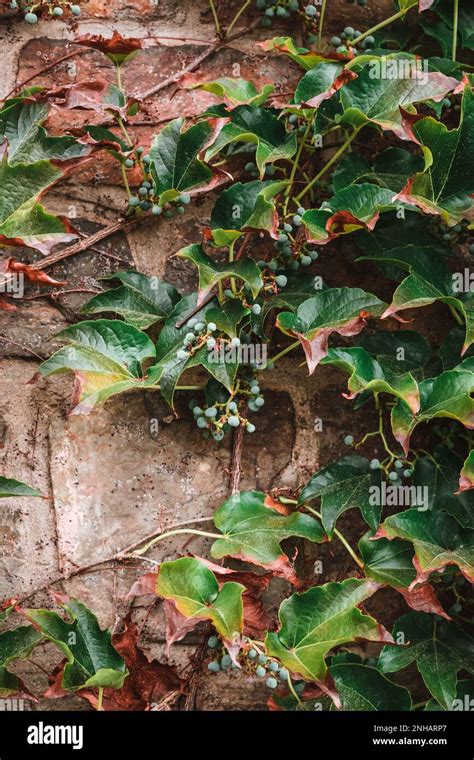 Ivy Texture Ivy Hedge Background Ivyberry Backdrop Ivy Wallpaper
