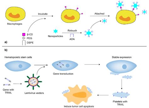 Supramolecular Host And Guest And Genetically Engineered A