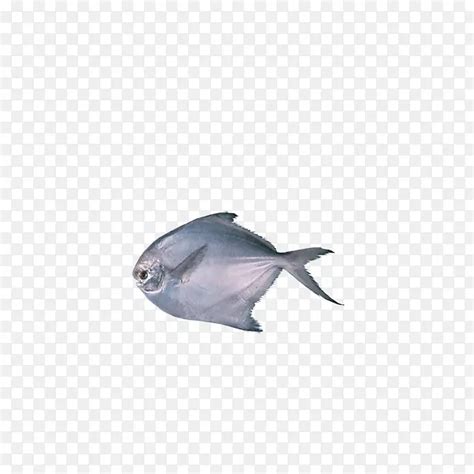 海鱼PNG图片素材下载 图片编号ymjdkjrd 免抠素材网