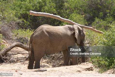 Gajah Gurun Liar Yang Sangat Langka Bermain Dengan Batang Pohon Di
